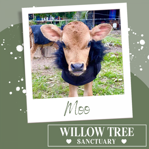 Farm Animal Profiles Archive - Willow Tree Sanctuary