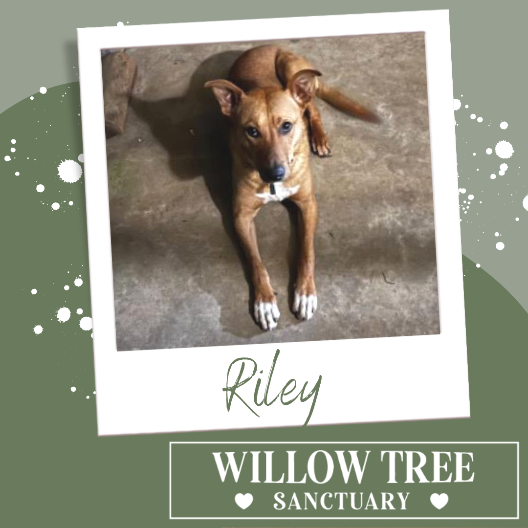 Riley - Willow Tree Sanctuary