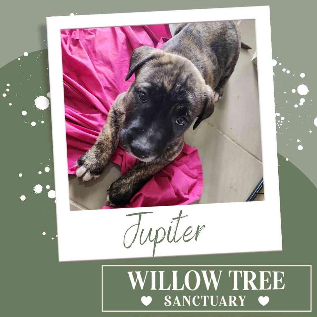 Jupiter - Willow Tree Sanctuary