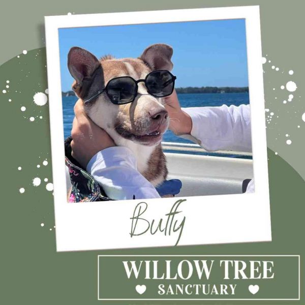 Buffy - Willow Tree Sanctuary