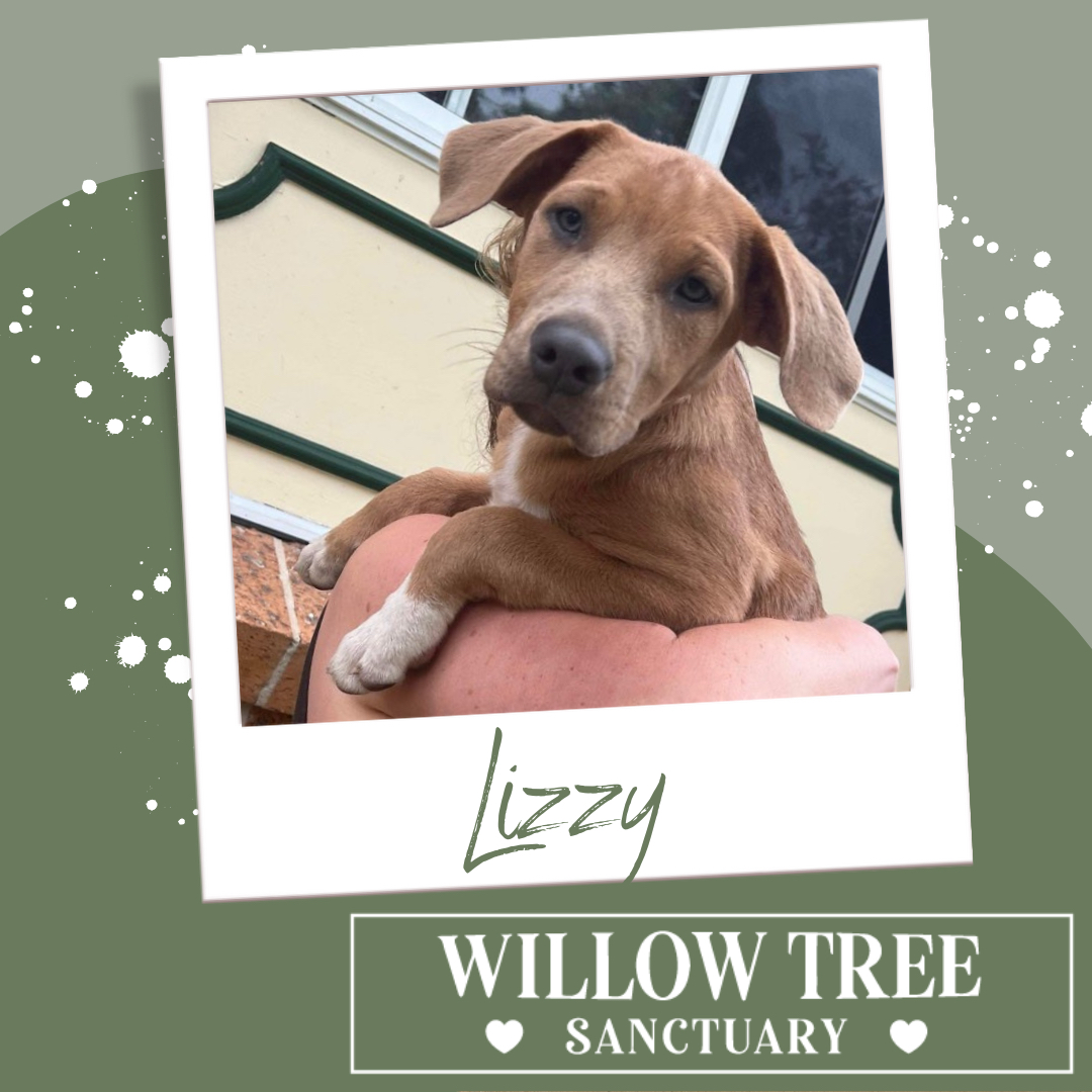 Lizzy - Willow Tree Sanctuary