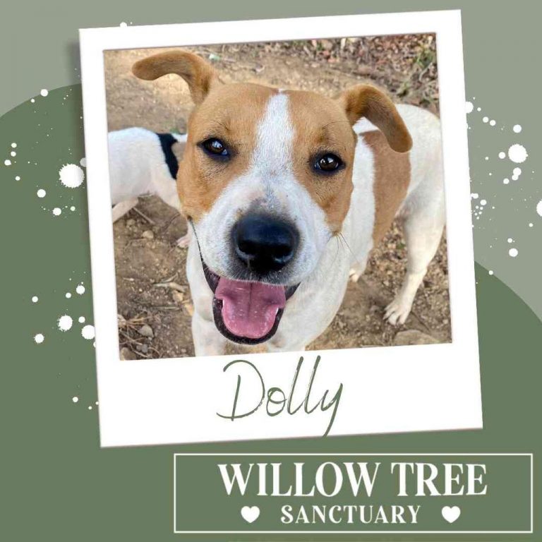 Dolly - Willow Tree Sanctuary