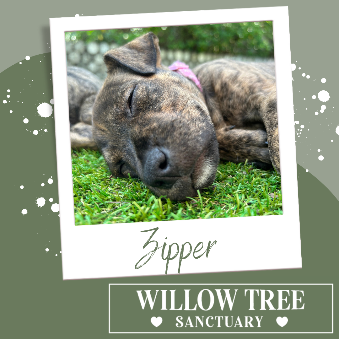 Zipper - Willow Tree Sanctuary