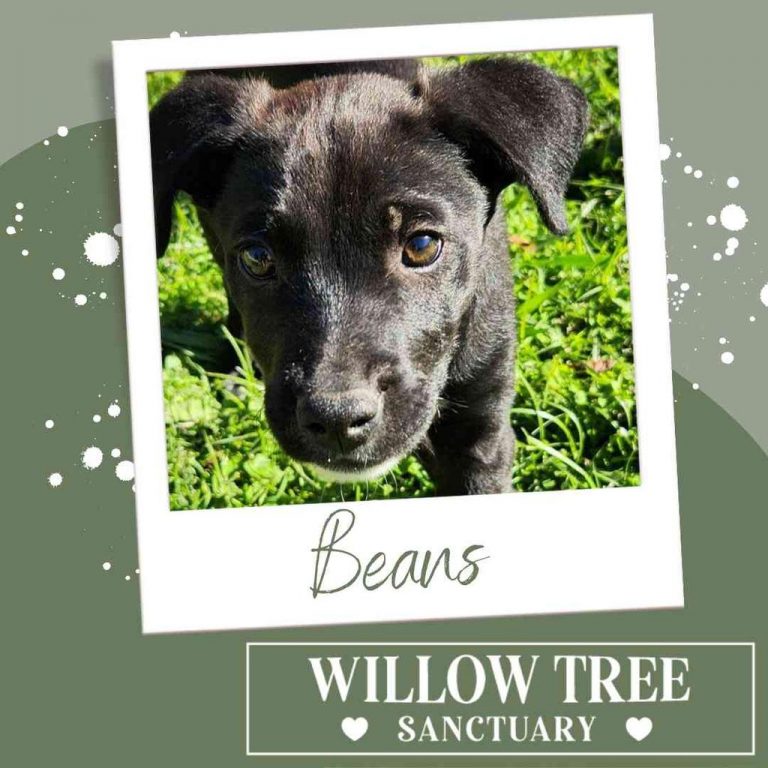 Beans - Willow Tree Sanctuary